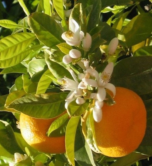 Fellow Tea lovers, do you know how the flower in the picture is called ...