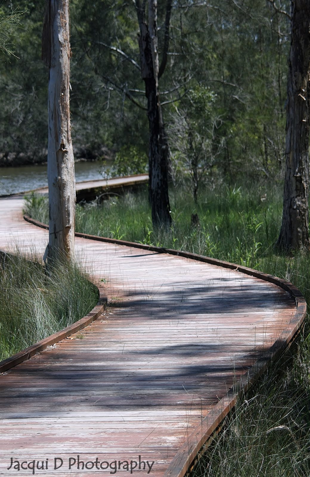 Jacqui D Photography: Coombabah Wetlands Boardwalk