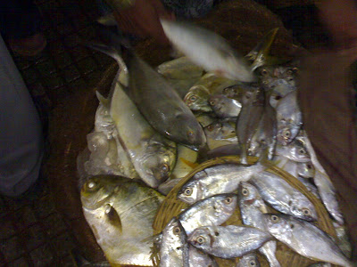 Karwar Daily Photo: Fish on display in Karwar Fish Market