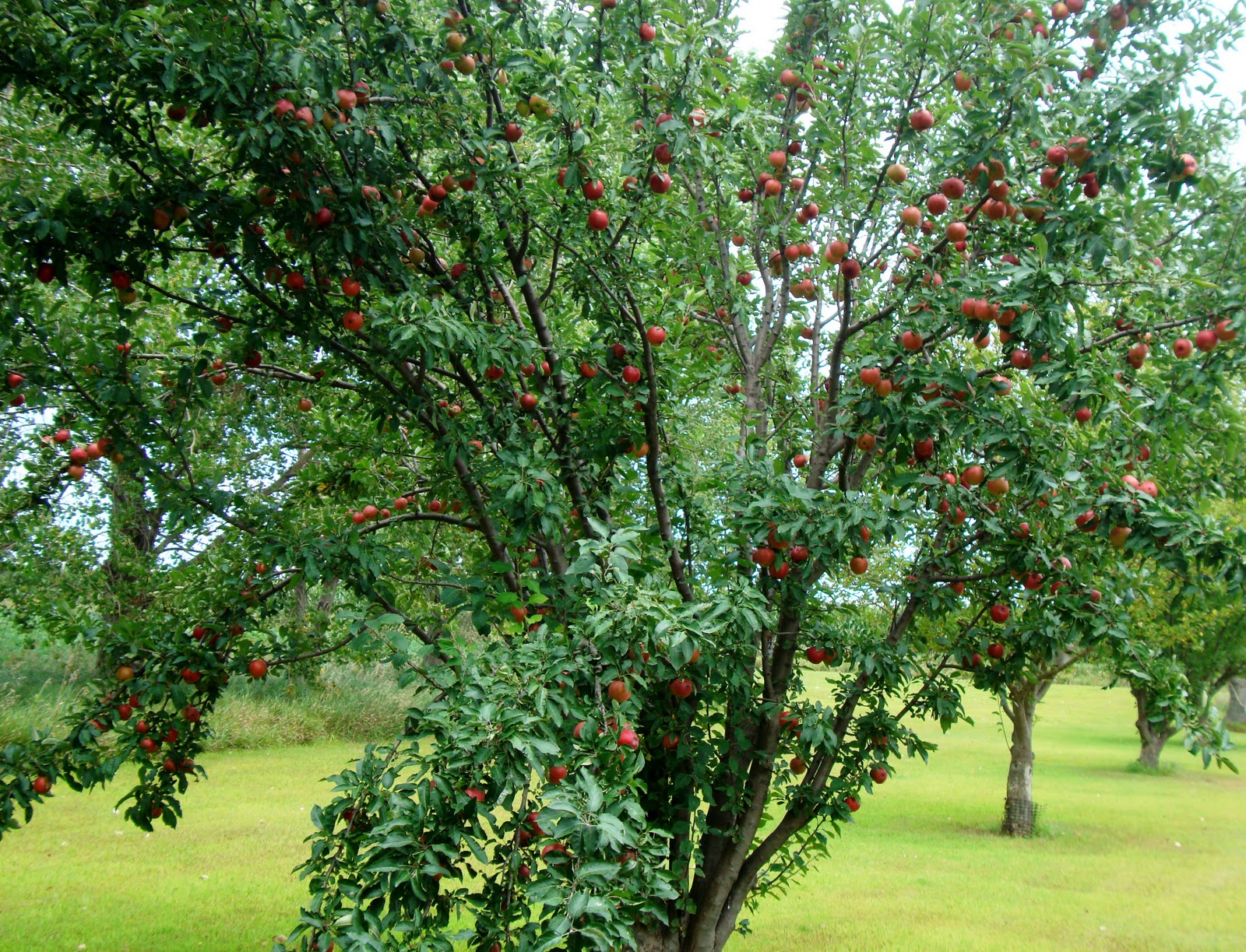 Green Sprouts Jesus Christ The Apple Tree Green Sprouts Jesus Christ The Apple Tree