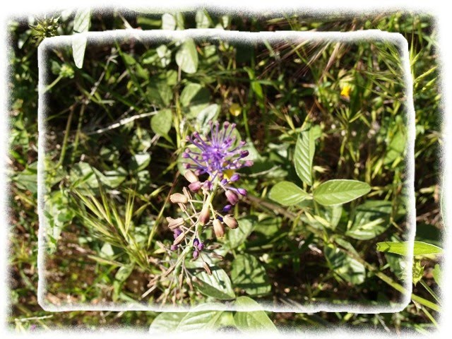 La Flora en la Sierra de Cazorla: FotosFlora Cazorla 2
