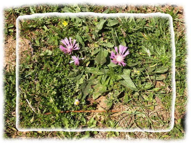 La Flora en la Sierra de Cazorla: FotosFlora Cazorla 2