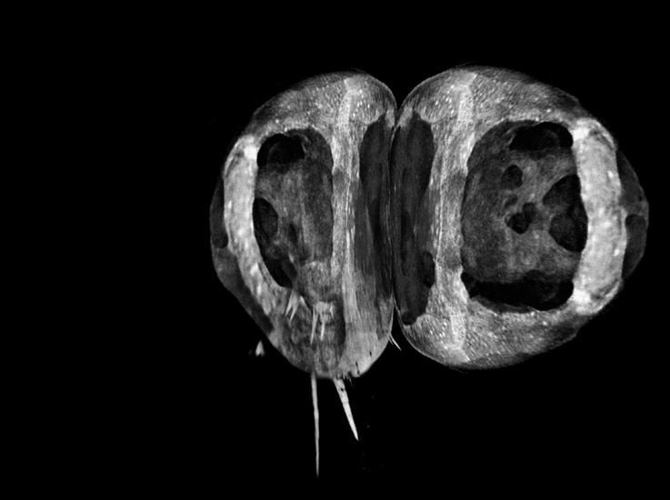 Photographic Society of NBPF