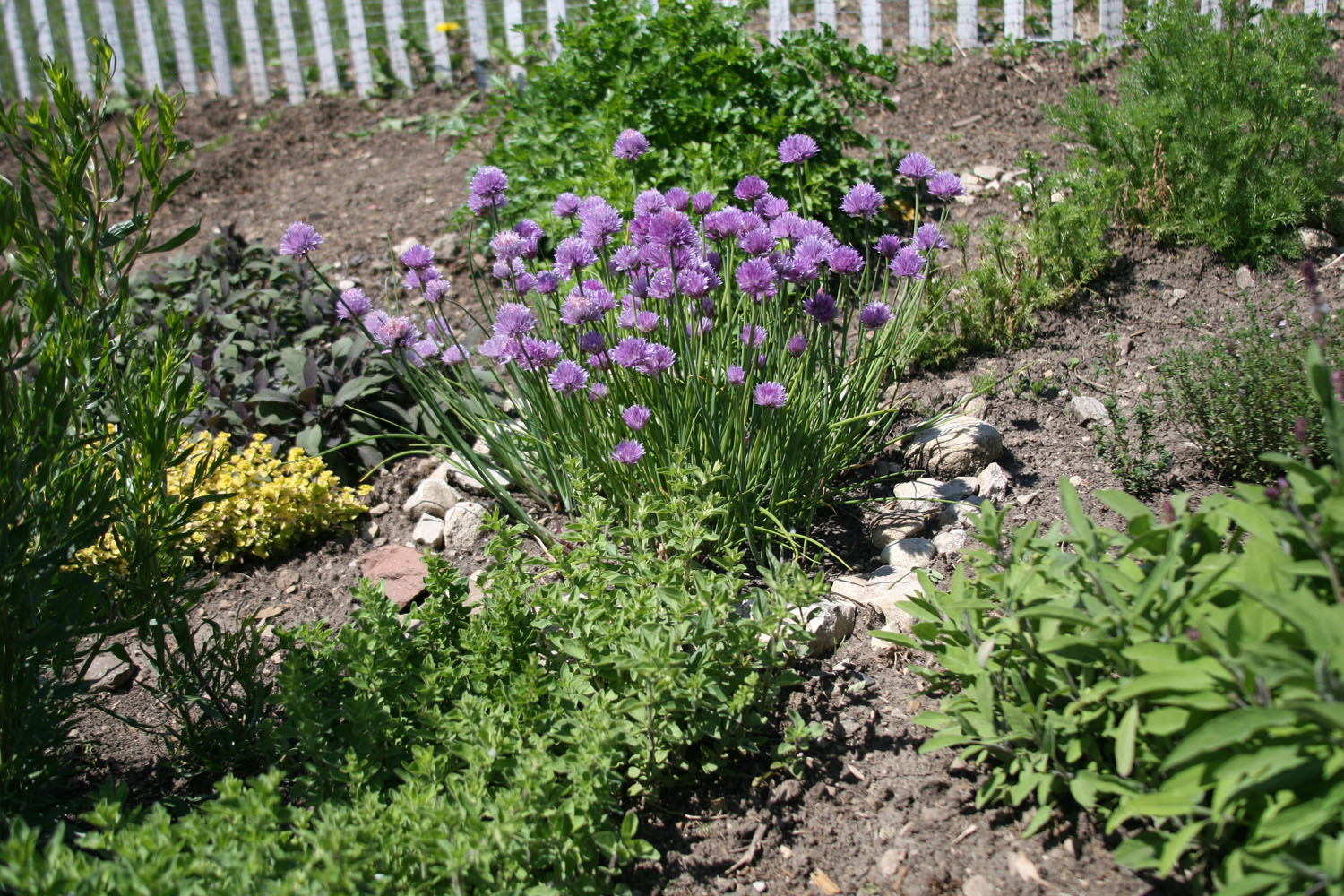 Barbara's Urban Farm World: Garden - Beautiful Herbs