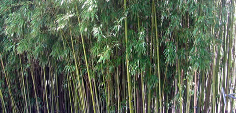 Diario Ruta 40: Caña Colihue: Advierten sobre el peligro de la ...