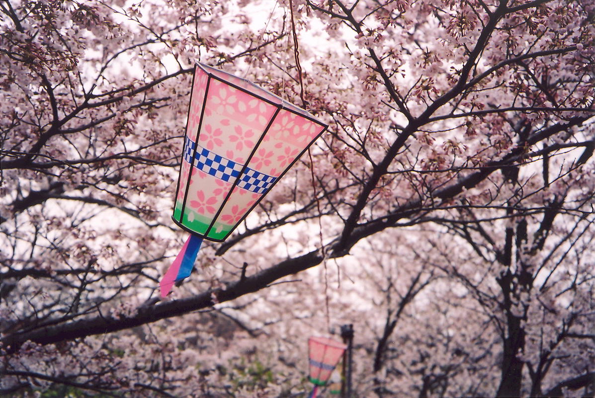 Birds, beasts and relatives: HANAMI