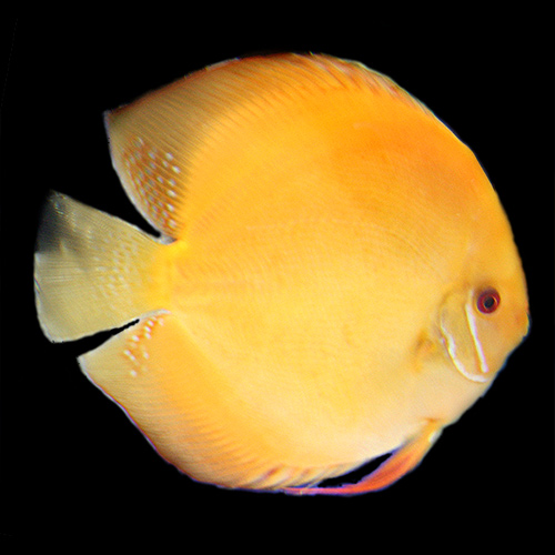 fish,tips,tricks,diy,investment,cichlids,computer,technology: 'ManMade ...