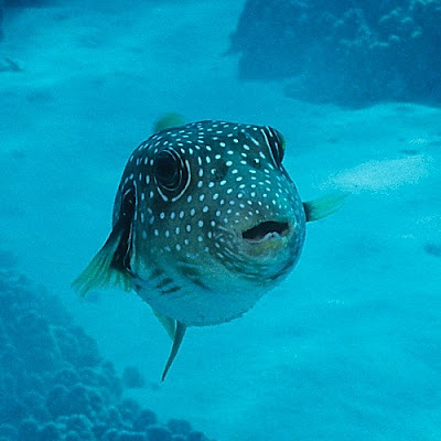 The Right Blue: 2007