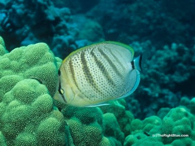 The Right Blue: 2010