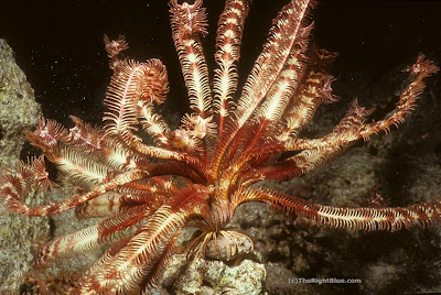 The Right Blue: Crinoids - Also Known As Feather Stars