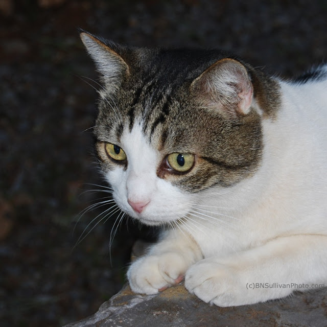 B N Sullivan Photography: Buster On Watch