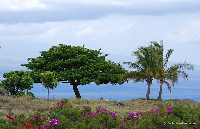 B N Sullivan Photography: Monkey Pod Tree