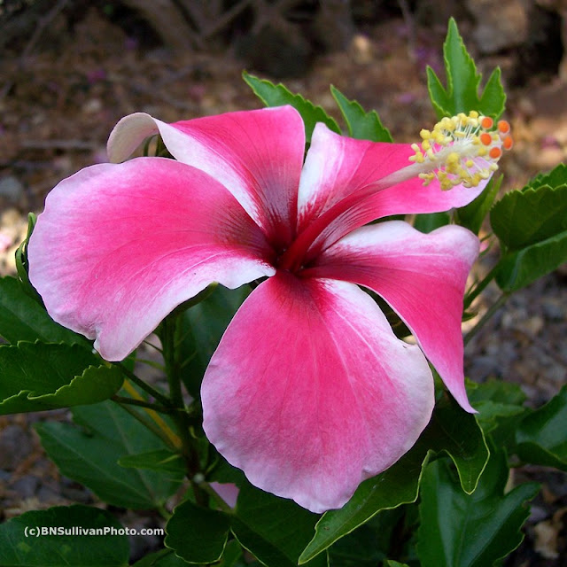 B N Sullivan Photography: Hurricane Lily Hibiscus