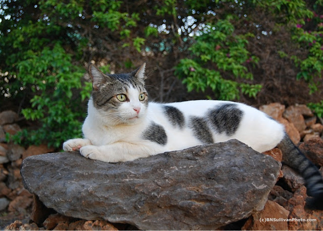 B N Sullivan Photography: Buster on his Perch