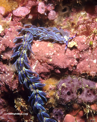 The Right Blue: The Blue Dragon, a Solar-Powered Nudibranch