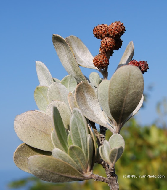 B N Sullivan Photography: Silver Buttonwood Leaves and Fruit
