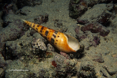 The Right Blue: Finding Shells Underwater