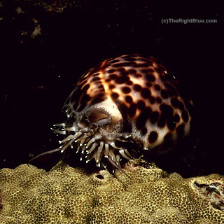 The Right Blue: Tiger Cowries: The largest cowries in Hawaii