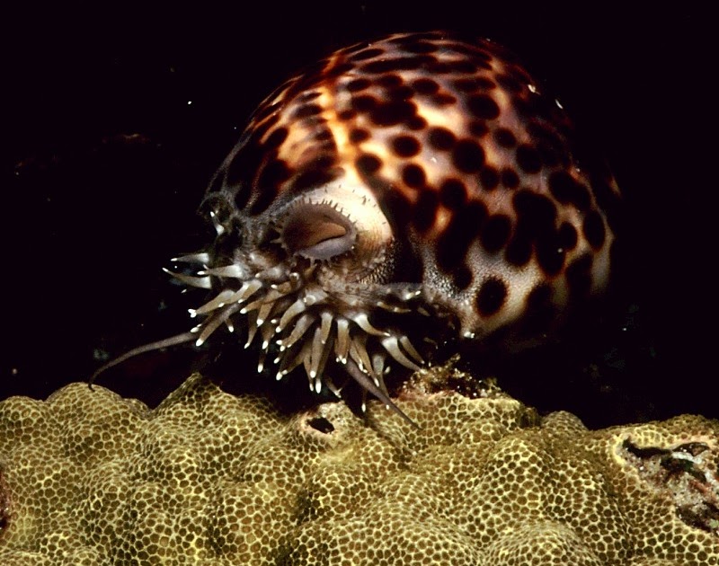 The Right Blue: Tiger Cowries: The largest cowries in Hawaii