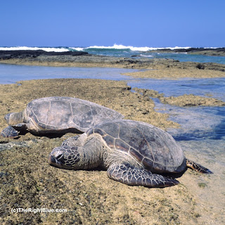 The Right Blue: Hawaiian Green Sea Turtles