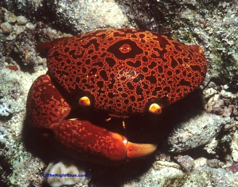 The Right Blue: Regional color variation in a marine crab species