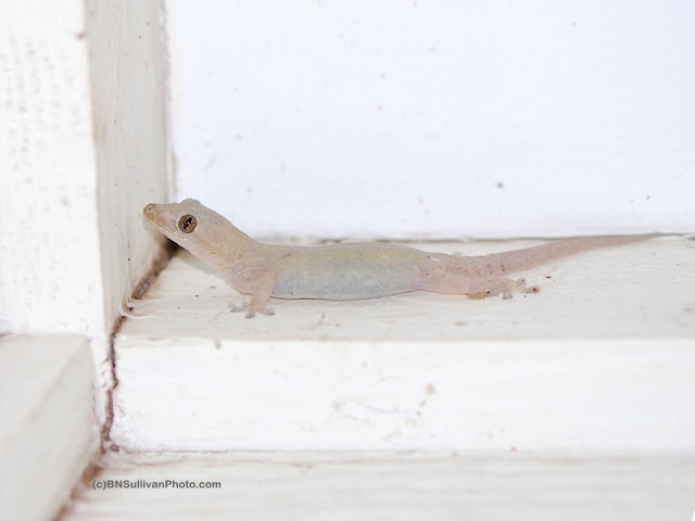 B N Sullivan Photography: Common House Gecko (Hemidactylus frenatus)