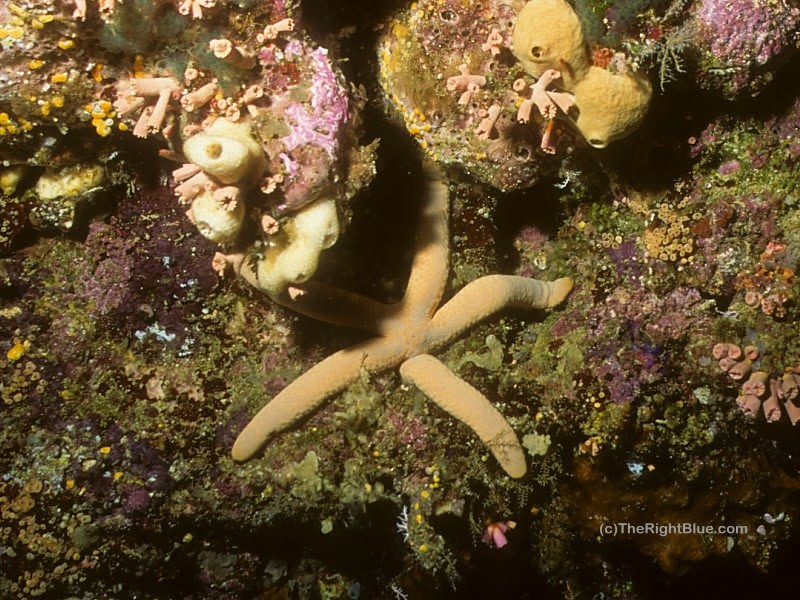 The Right Blue: Seeing stars: A new descriptor for Linckia sea stars?