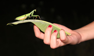Urban Wilderness: Milwaukee County Grounds update: the Monarch Trail is ...