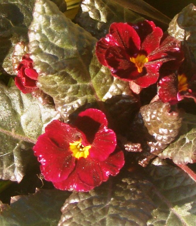 FitzGerald Nurseries Announces the Kennedy Irish Primrose Collection ...