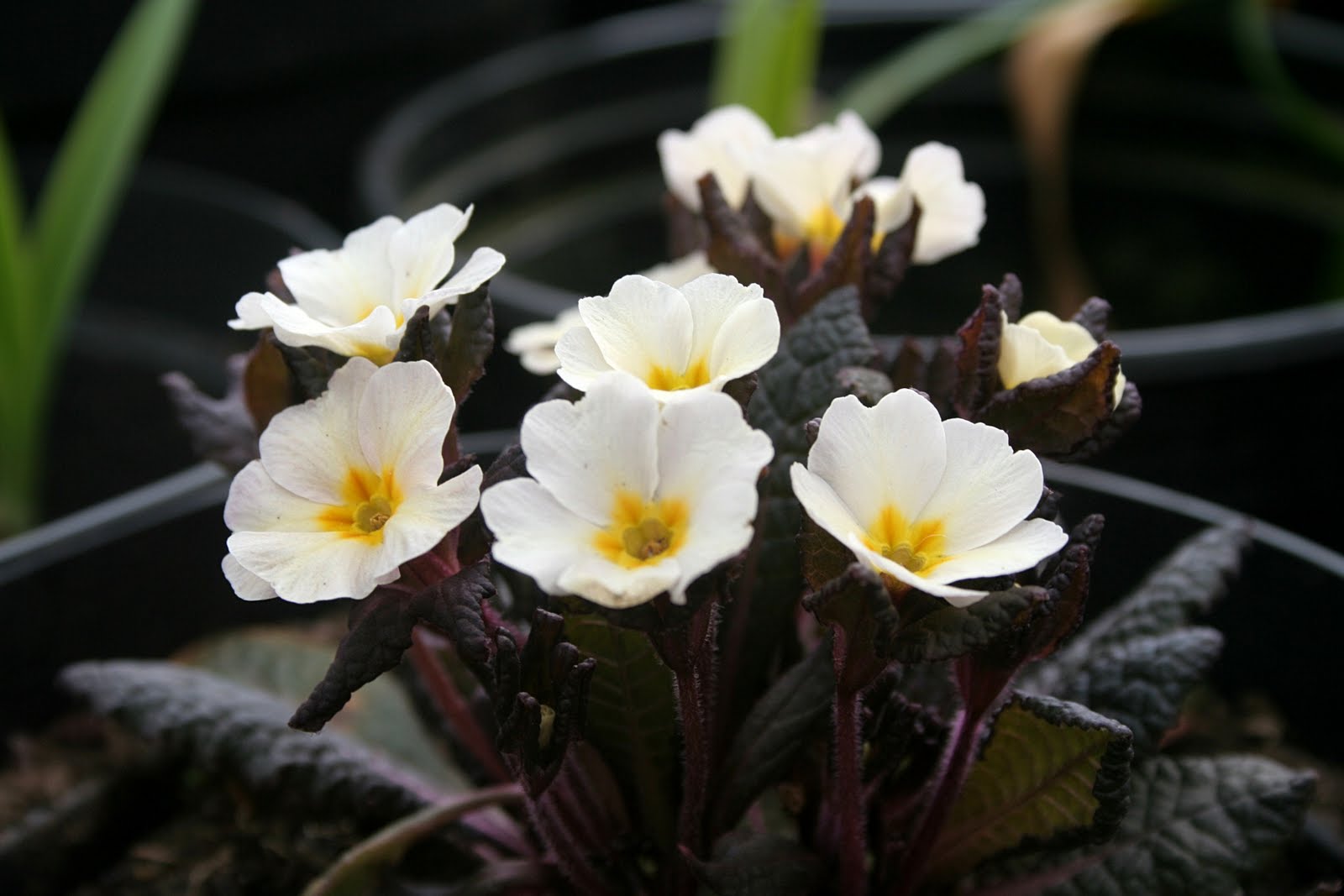 Kennedy Irish Primrose Collection