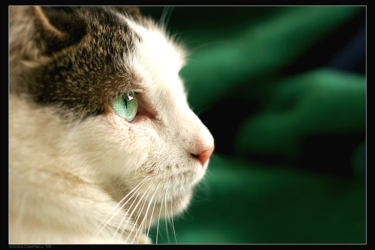 Medicina Felina: Infecção por Parvovírus Felino