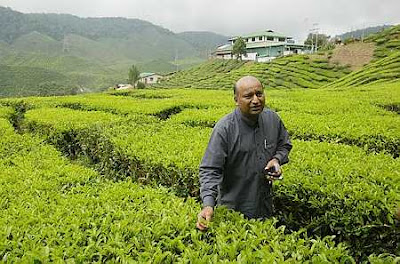 Bharat Tea Plantation ~ Cameron Highlands News