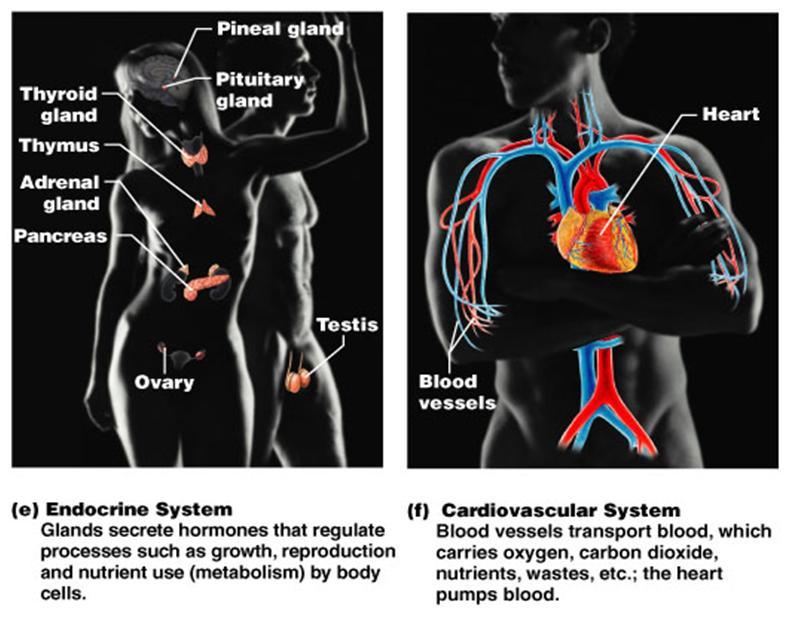 TooSogiE Medical Images: Organ Systems of the Body