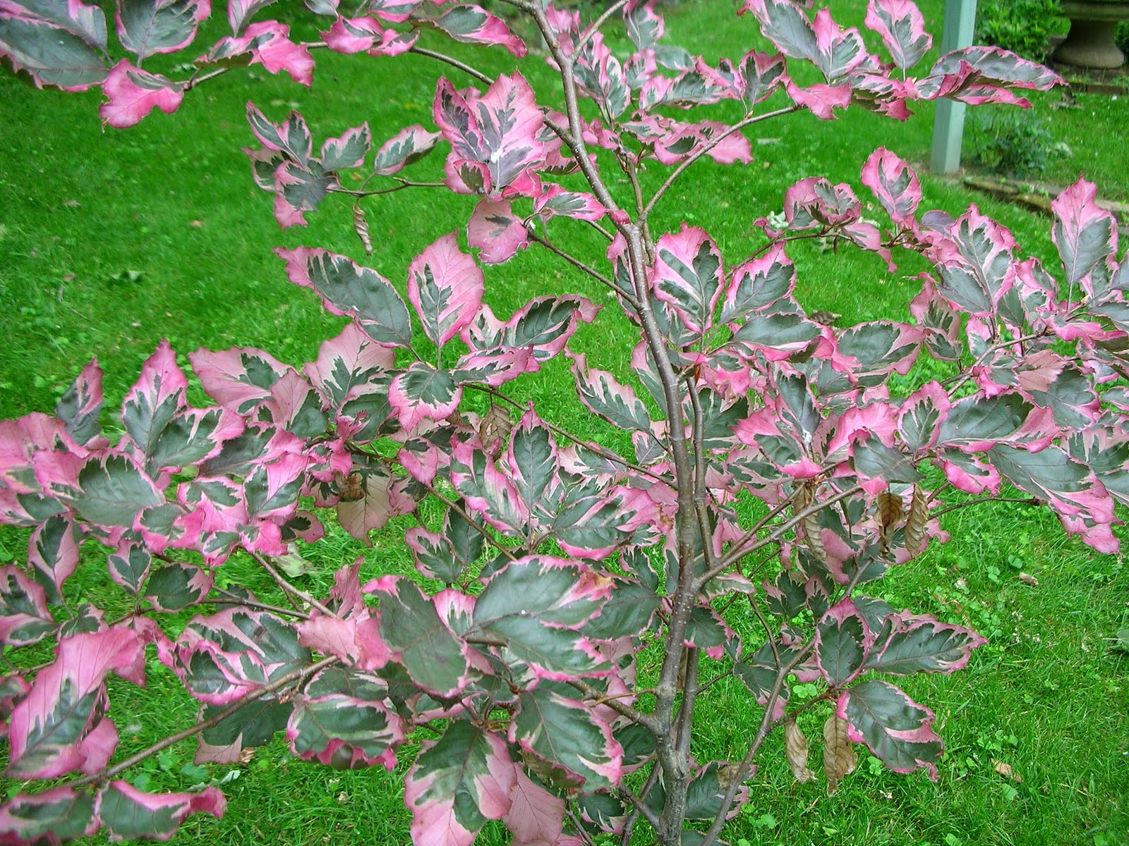 Gardening: Tri Color Beech Tree - What a Beauty!
