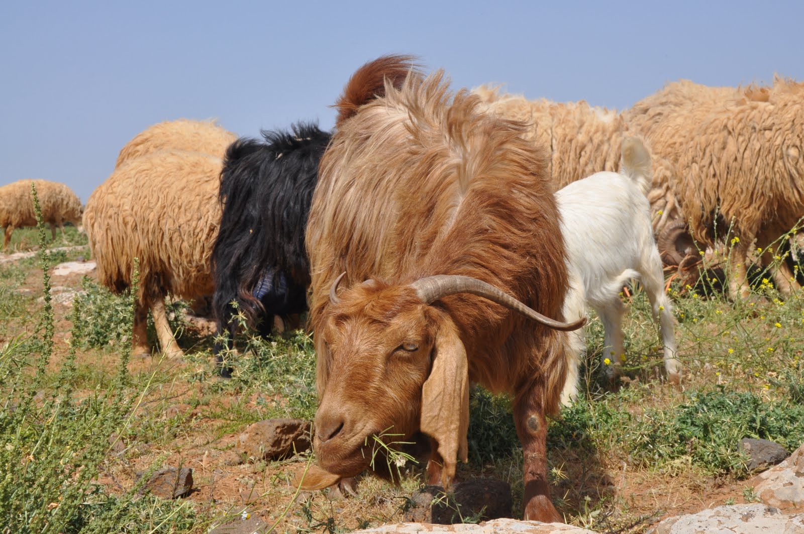 theStoryOfMyLIFE: Fluffy & Shaggy Syrian Sheep