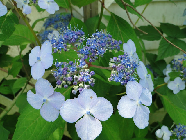 The Green's Backyard: Blue Lace Hydrangea