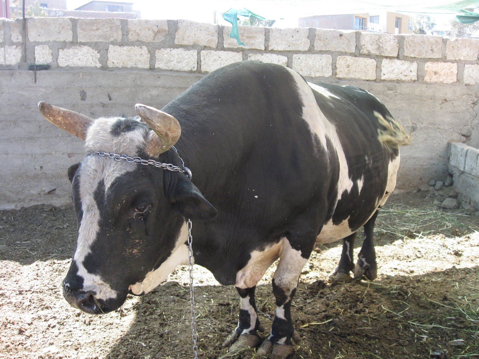 PERIODISTAS SALVAJES: LA SENSUALIDAD DE PATY CABRERA, IN MEMORIAN A ...