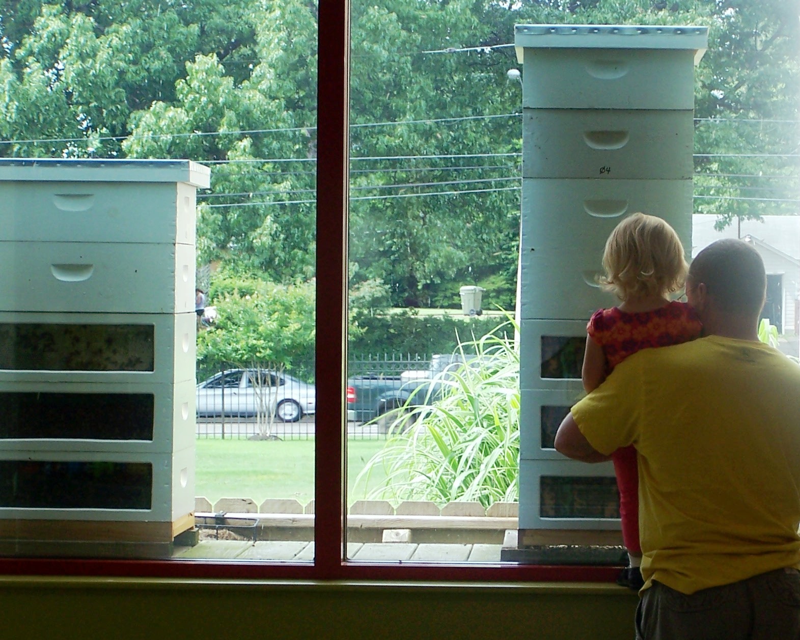 The Peace Bee Farmer: Observation Bee Hives