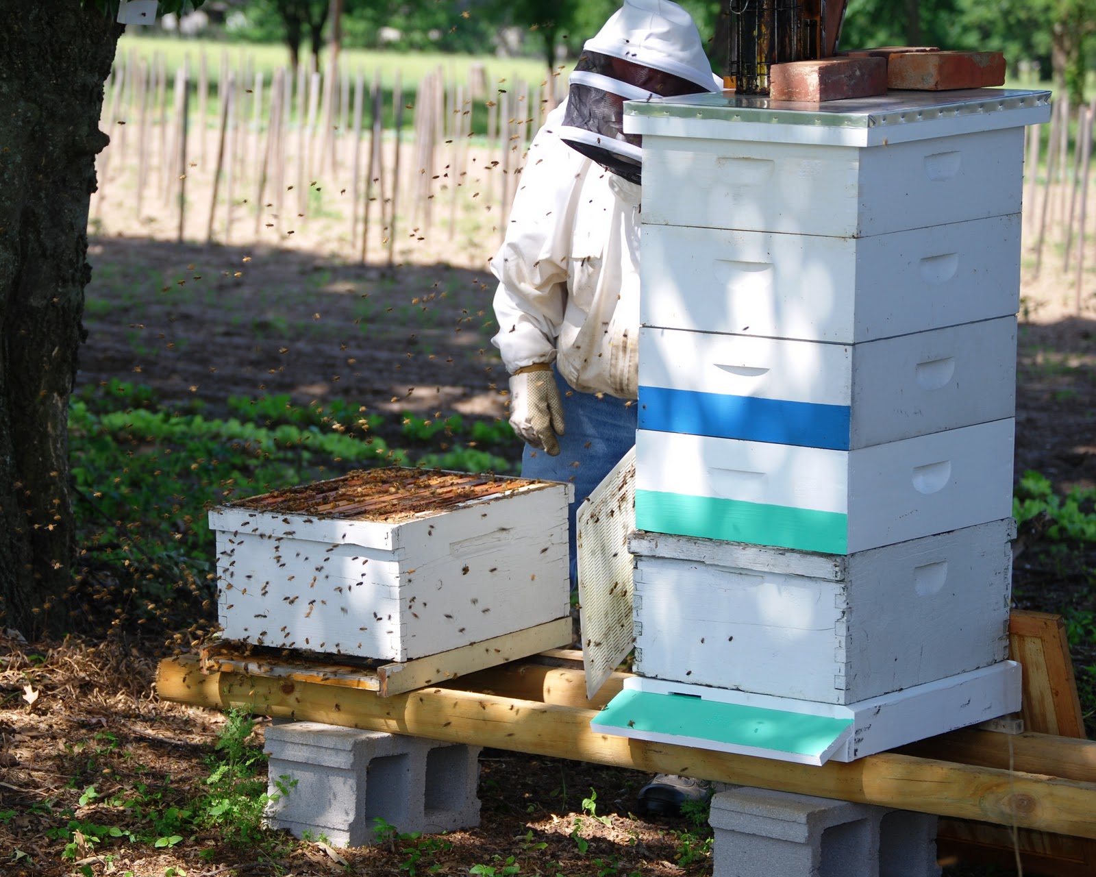 The Peace Bee Farmer: Deep or Illinois?