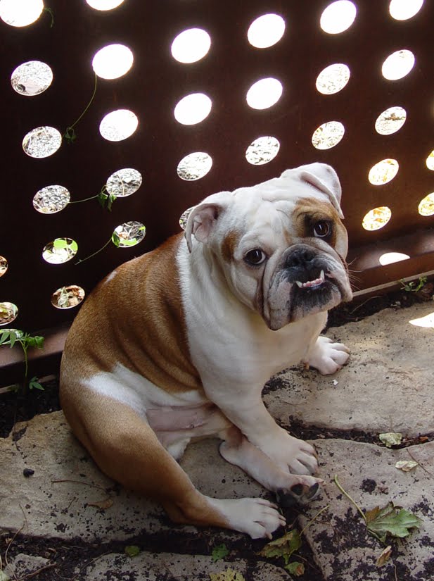 egawa+zbryk: Bacon The Bulldog