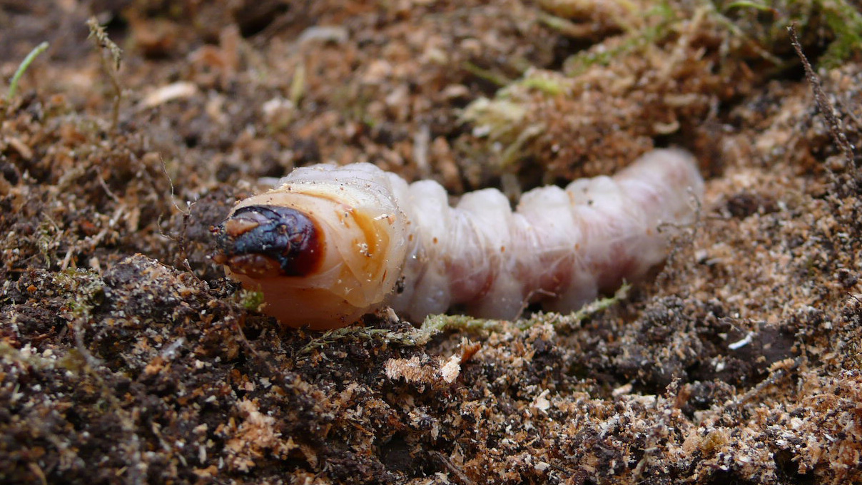 The Reluctant Homesteaders: A Grub and a Tip