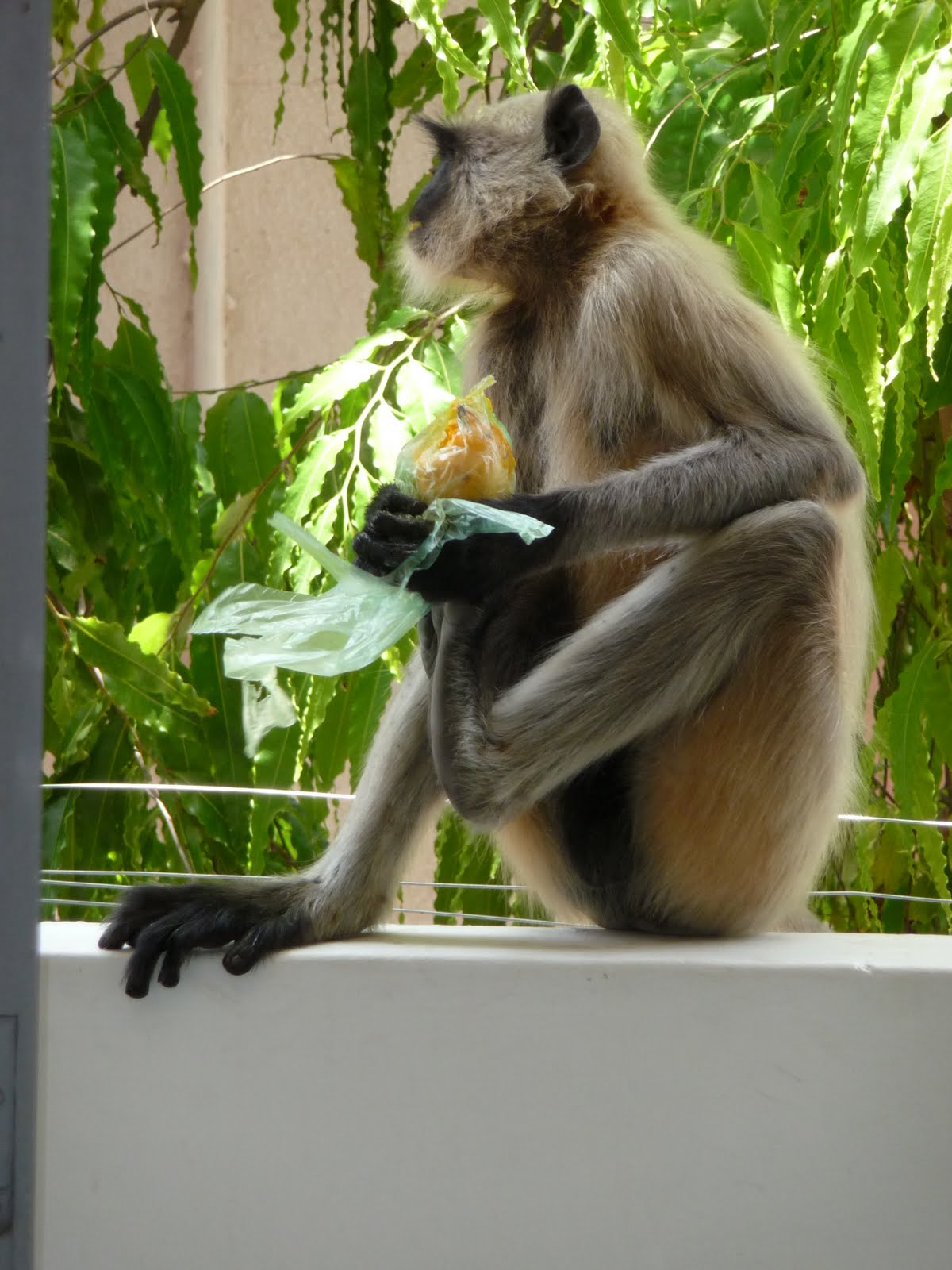 Stranger in a Strange Land: Hey, hey! We're the Monkeys! People say we ...