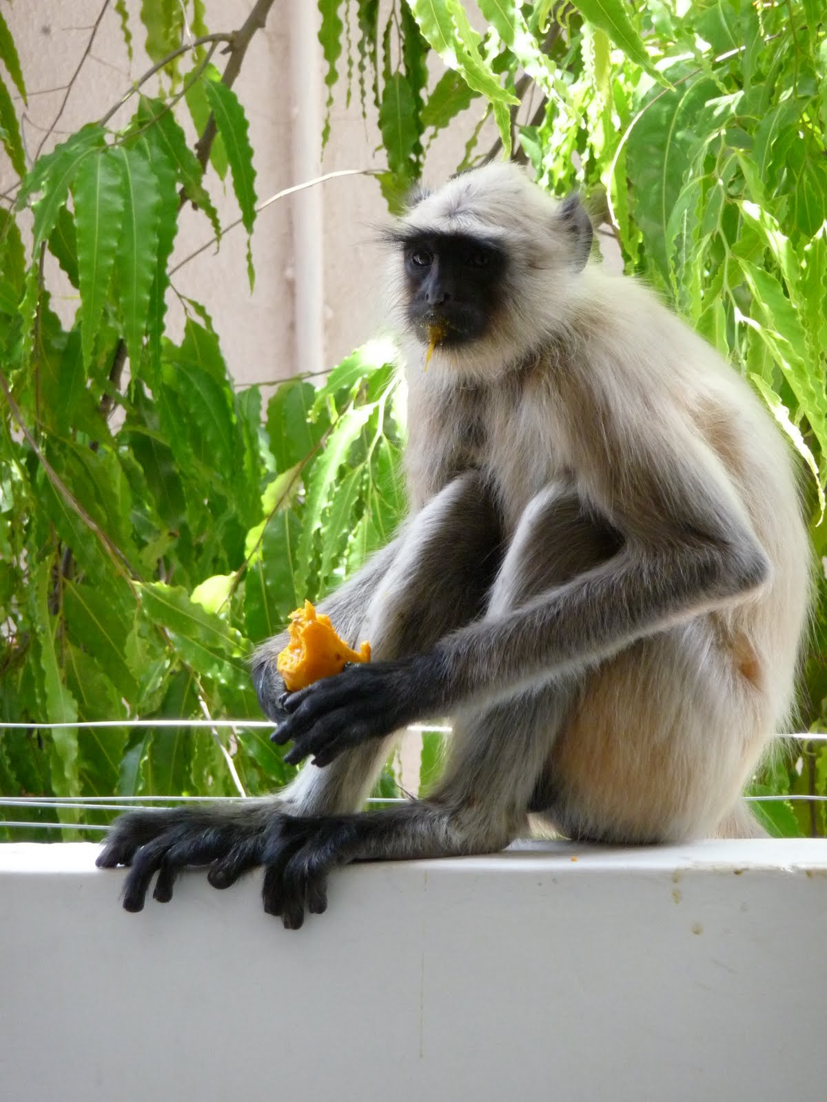 Stranger in a Strange Land: Hey, hey! We're the Monkeys! People say we ...