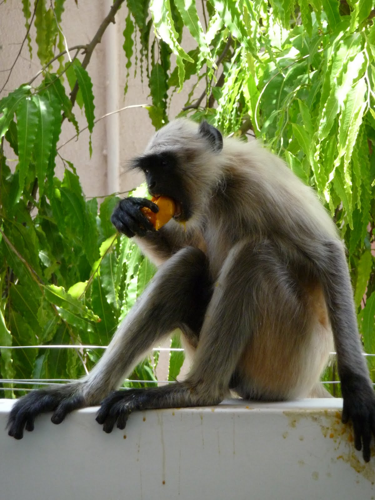 Stranger in a Strange Land: Hey, hey! We're the Monkeys! People say we ...