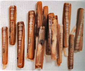 Frutos del Mar: Longueirones