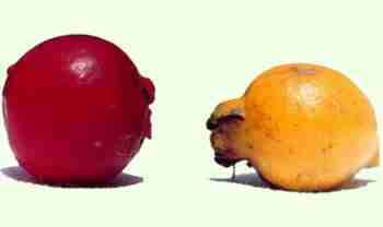 Saúde e Natureza: ARAÇÁ