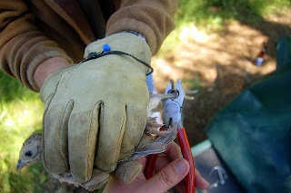 Moe Bird Hunts: Pheasant Surrogator Update......