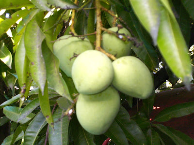 AUNTIE PATTI KOH: PHILIPPINE MANGOES