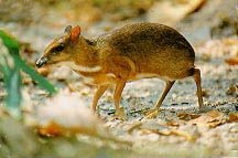 สัตว์โลก world animal: กระจงเล็ก หรือ กระจงหนู Tragulus javanicus