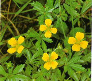 HIERBAS Y PLANTAS MEDICINALES: Tormentilla